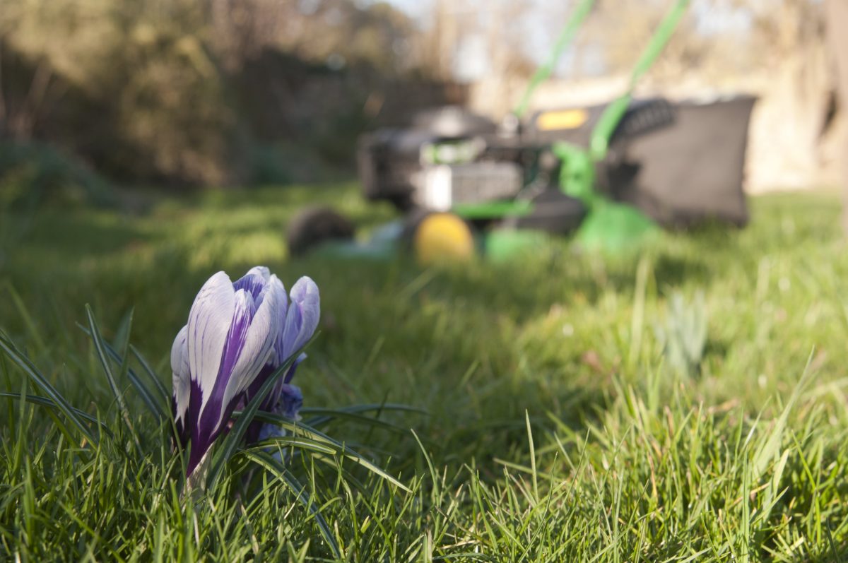 How to revive your lawn after winter, according to an expert