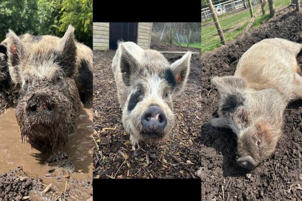 Amersham pig attraction mourns beloved boar who fathered over ten piglets