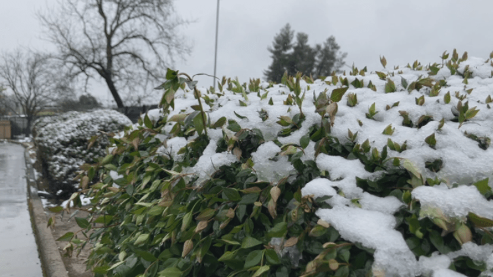 Rare March snowfall surprises Redding residents with winter wonderland