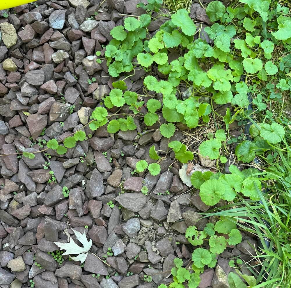 Homeowner met with urgent warning after sharing photo of mysterious ...