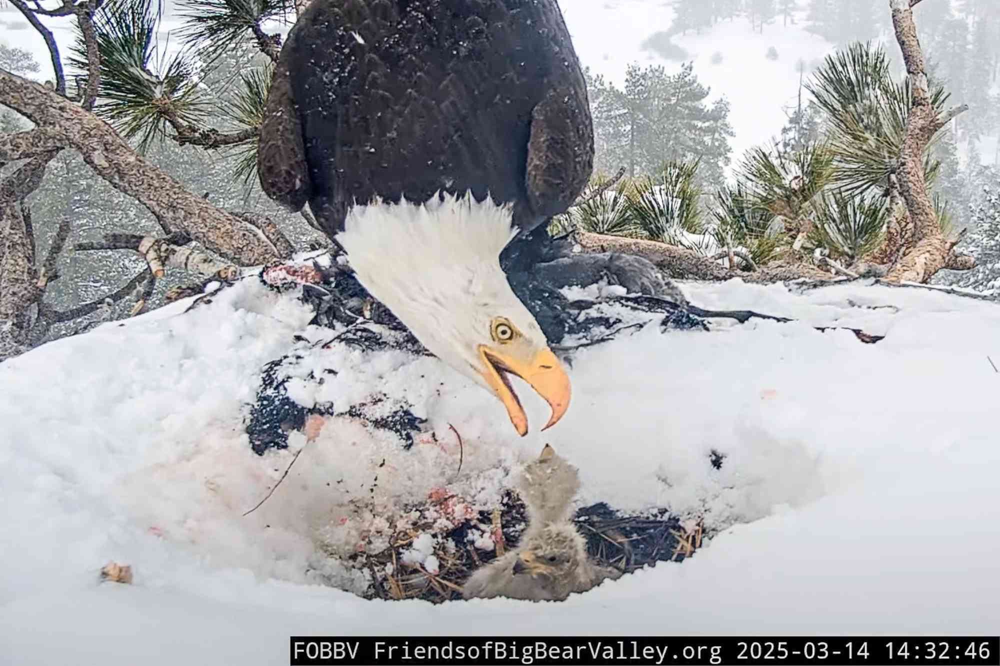 Bald Eagle Couple Jackie and Shadow’s Third Eaglet Feared to Be Missing ...