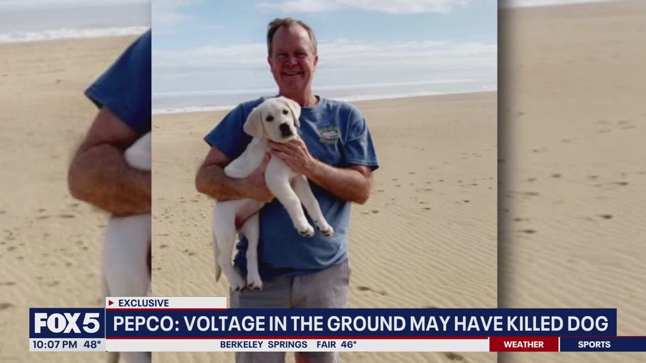 Pepco claims responsibility after 2 dogs electrocuted on sidewalk