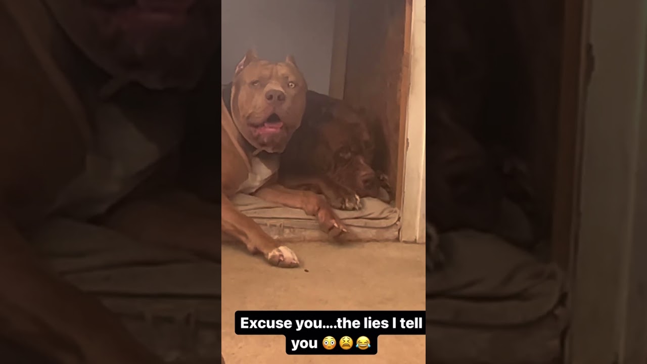 Dog won’t let the dogsitter get away with their lies