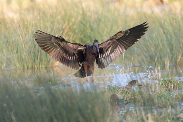 Rare bird 'scarce' in the UK spotted near Southampton
