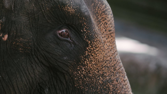 ‘I’m crying’: Grieving elephant refuses to leave her partner of 25 ...