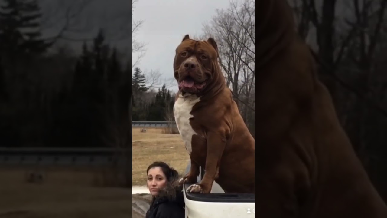 Giant pit bull locks eyes and focuses on potential prey
