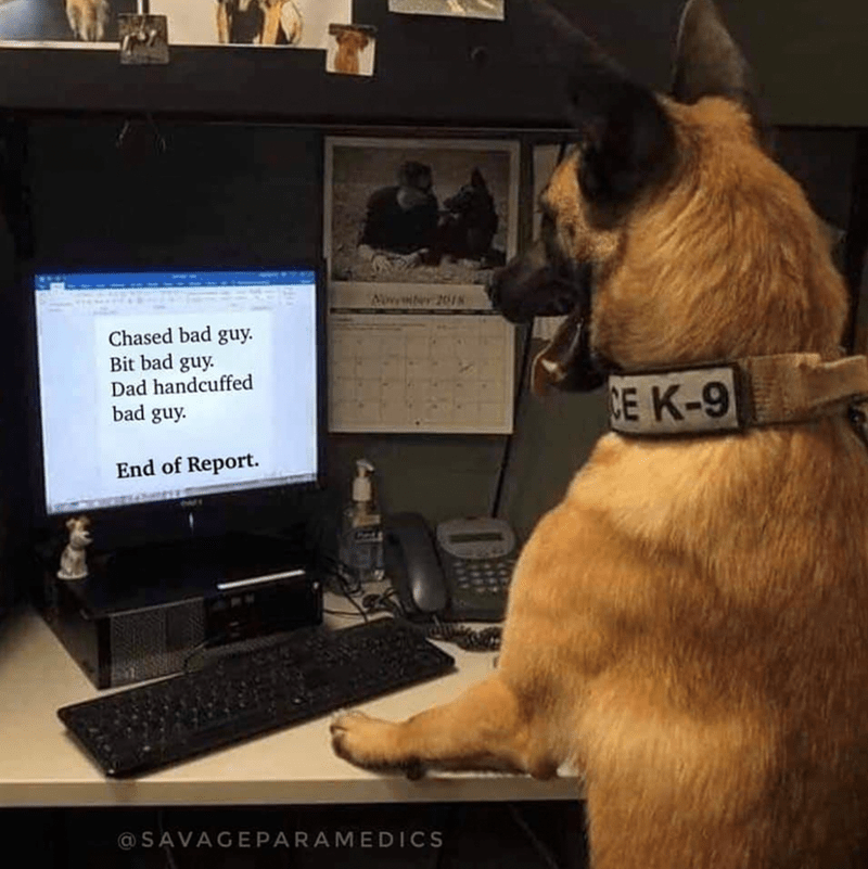 21 Howlarious Dog Memes for Pawrents-to-Be Dog-Lovers In Need of a ...