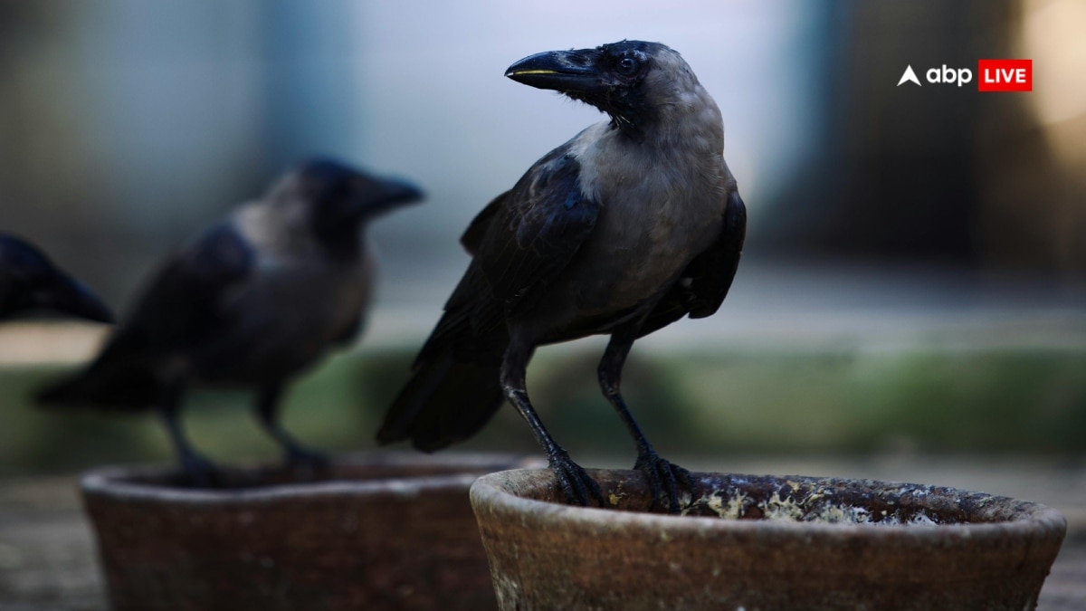 Solapur On High Alert After Crow Deaths Confirm Bird Flu