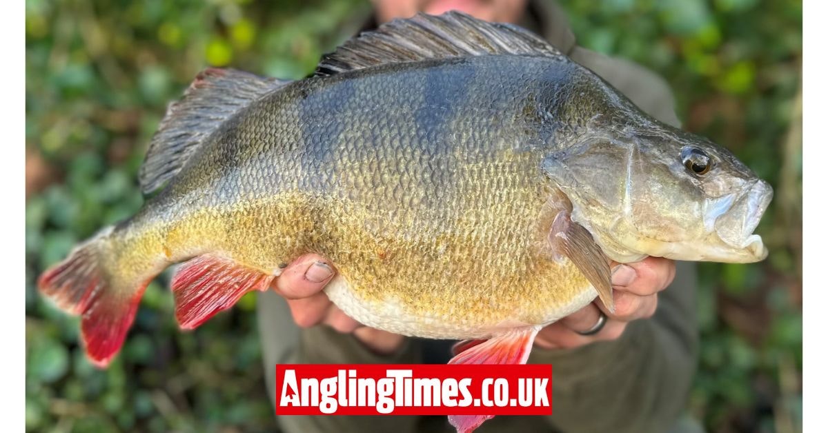 Impressive canal perch caught on classic bait