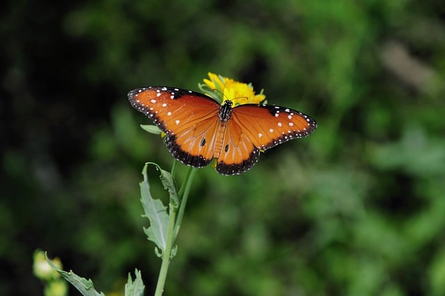 Quelle est la durée de vie d’un papillon