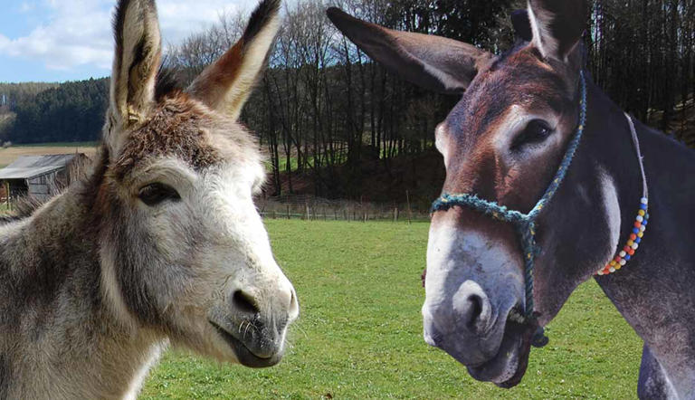 Donkey vs. Mule: What’s The Difference?