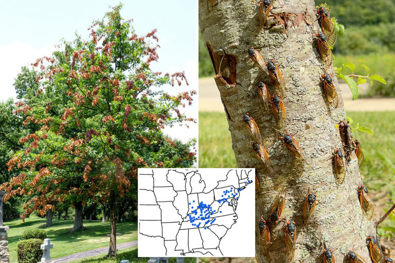 Billions of buzzing cicadas will emerge in NY, NJ and 9 other states ...