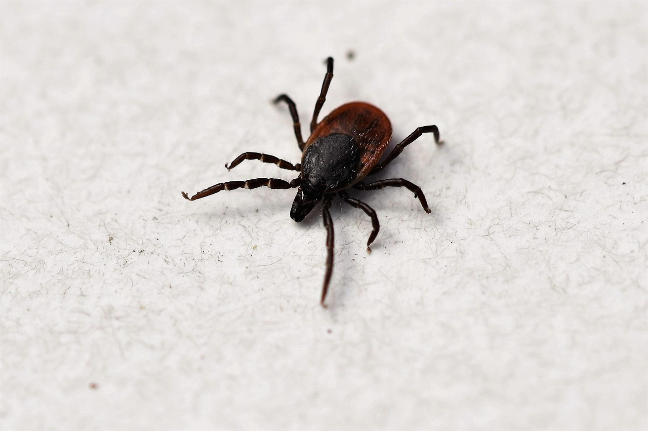 Tick-Borne Illnesses Surge: Climate Shifts Expose Hidden Danger Zones Tick-Borne Illnesses Surge: Climate Shifts Expose Hidden Danger Zones