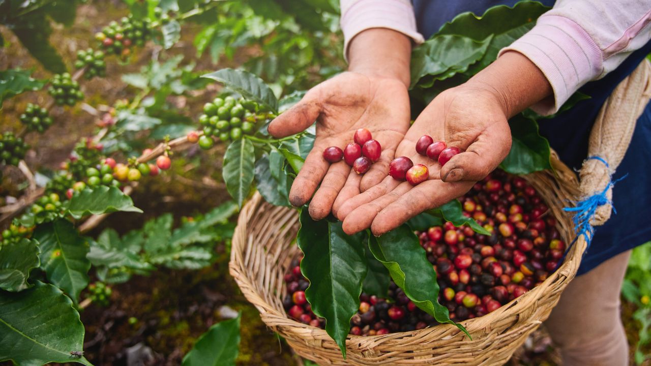 The Global Journey of Coffee from Farm to Cup