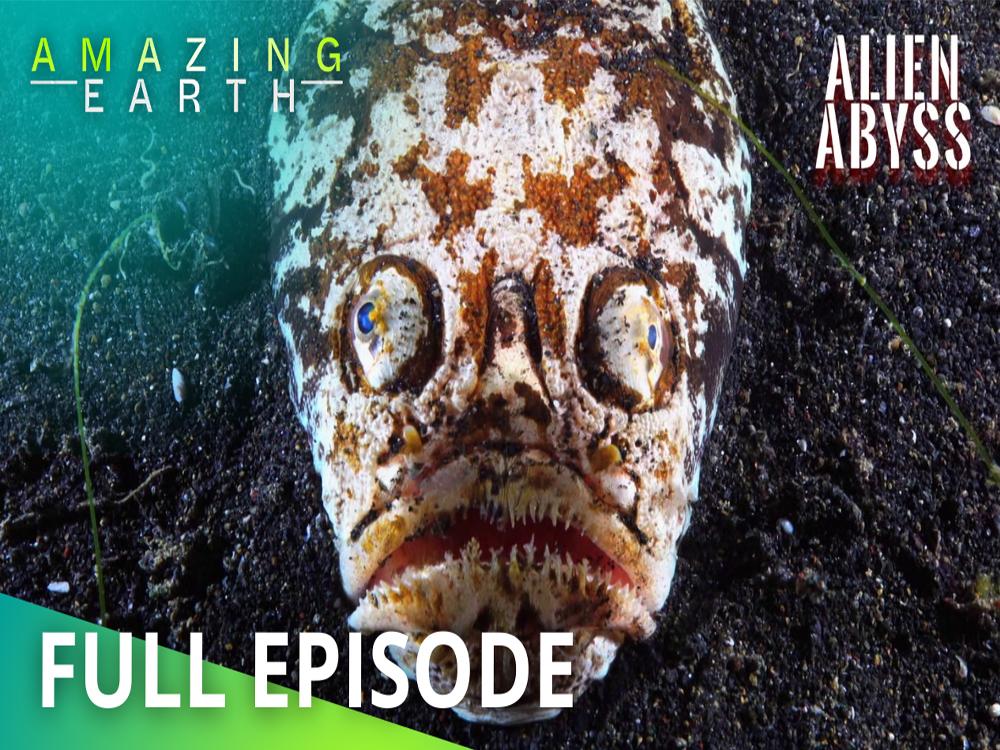 Amazing Earth: Strangest deep-sea creatures that evolved over billions ...