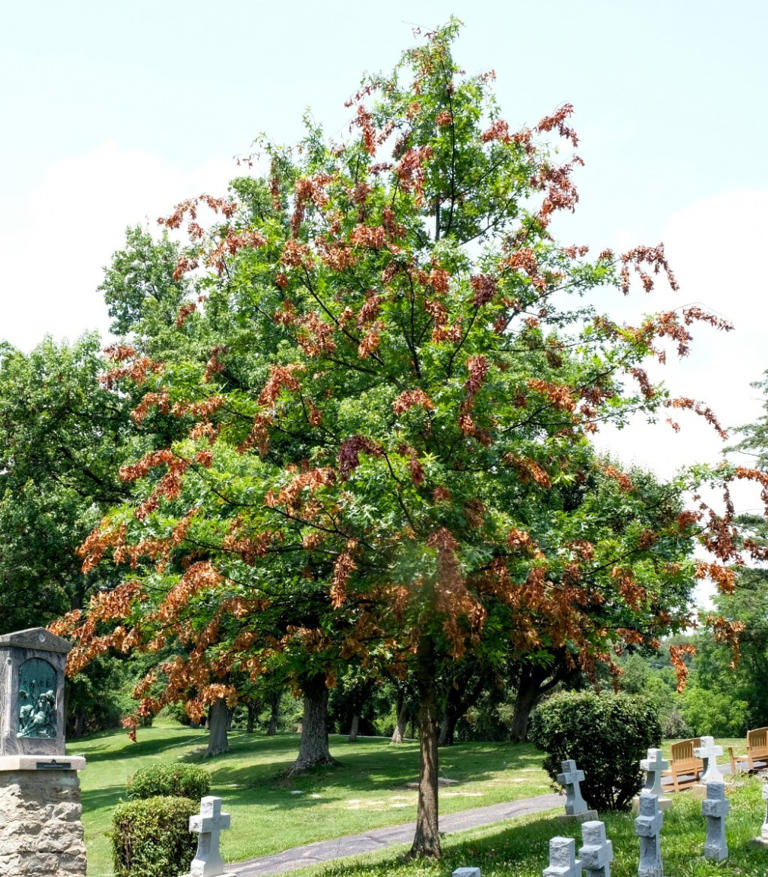 Billions of buzzing cicadas will emerge in NY, NJ and 9 other states ...