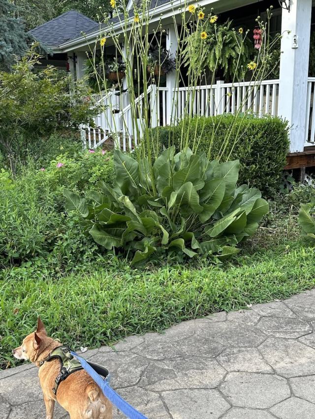 Gardener shares 'impressive' side effect of fast-growing plant: 'A ...