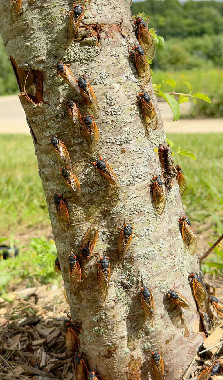 Billions of buzzing cicadas will emerge in NY, NJ and 9 other states ...