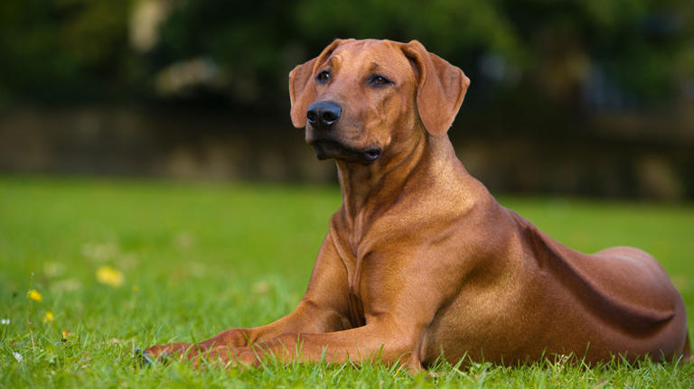 14 Dog Breeds Most Likely To Save You During An Emergency