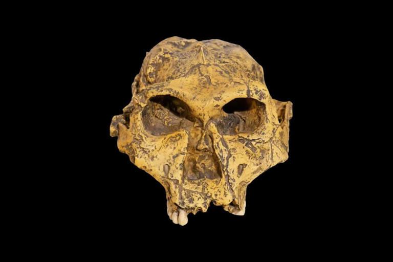 Newly Found Bones Change What We Know About Paranthropus robustus