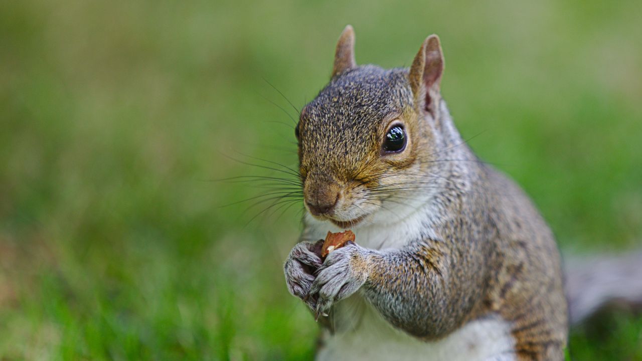 15 Squirrel Facts That Prove They’re Secret Geniuses