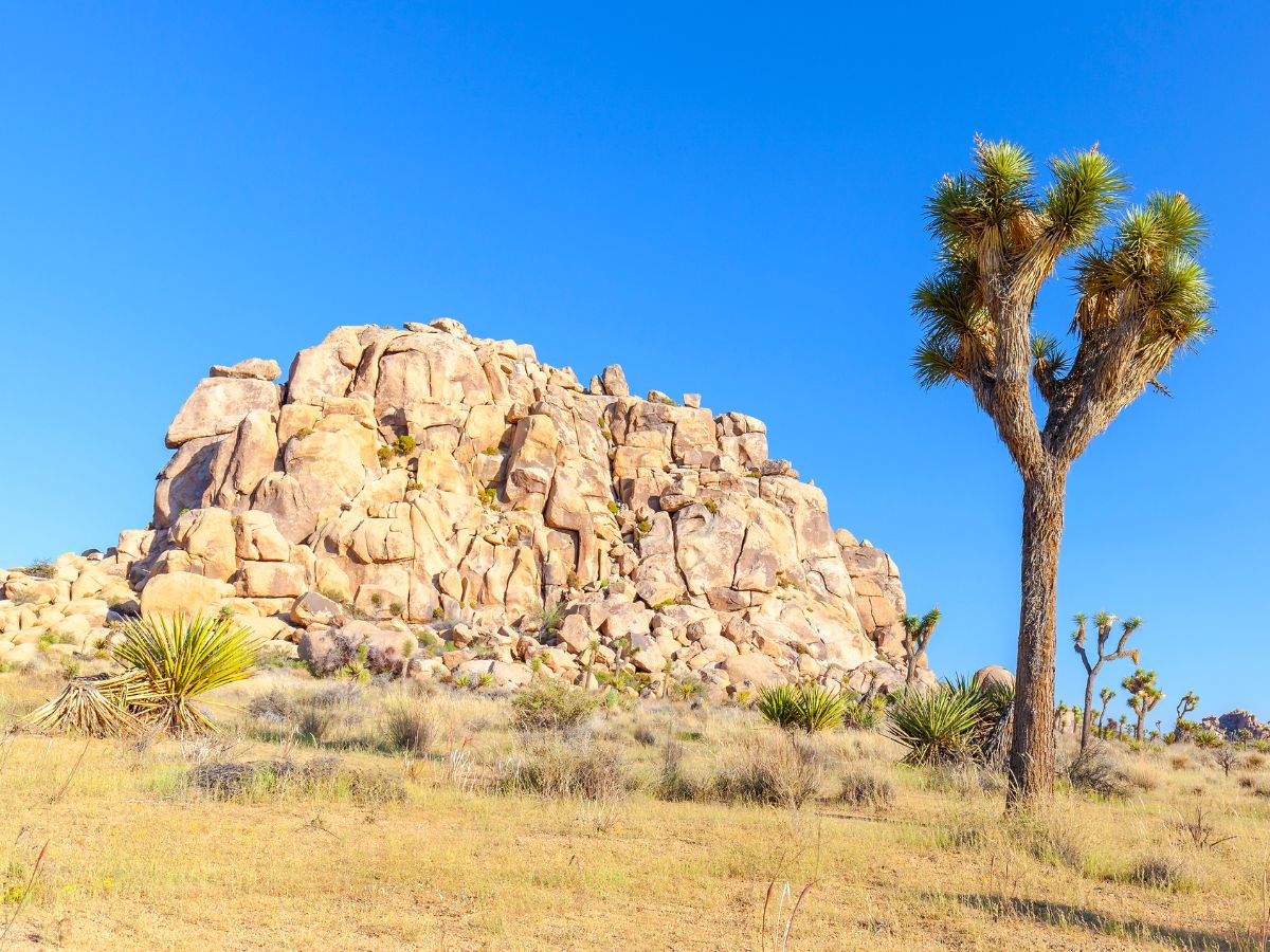 Is the Joshua Tree a Spiritual Hotspot or Just Another Desert Plant?