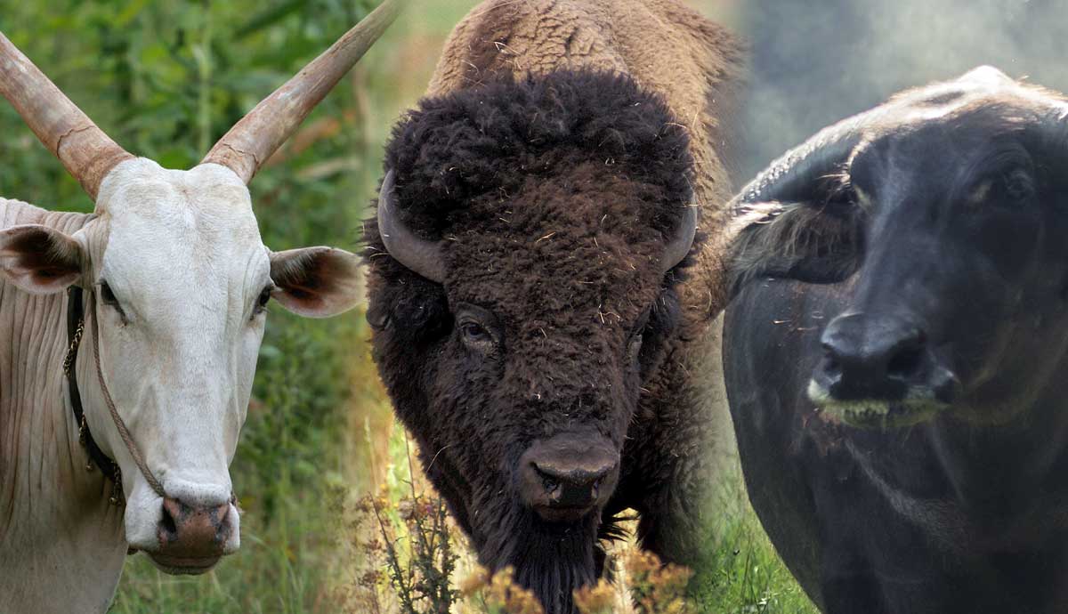 Ox vs. Bison vs. Buffalo: What’s The Difference?