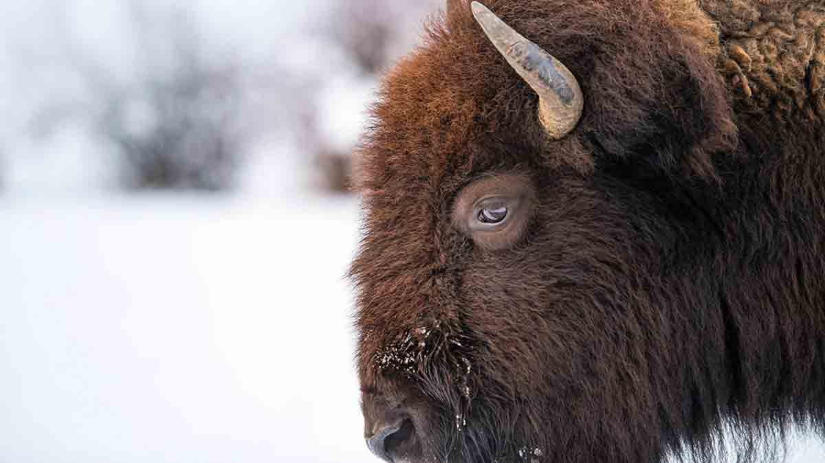 Ox vs. Bison vs. Buffalo: What’s The Difference?