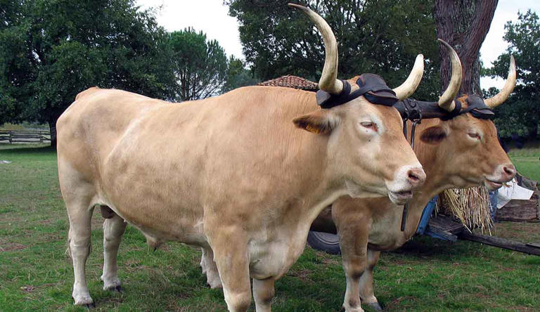 Ox vs. Bison vs. Buffalo: What’s The Difference?