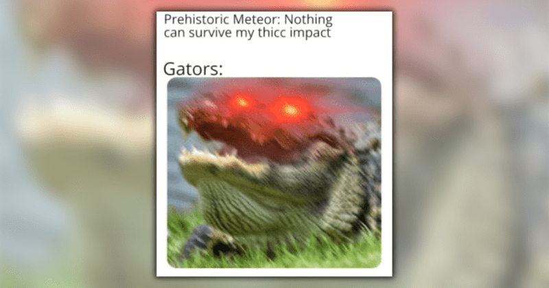 22 Great Gator Memes and Goofy Goodness Guaranteed to Gnaw Away Your Gloom