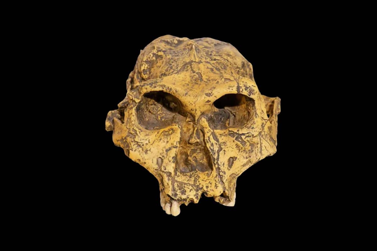 Newly Found Bones Change What We Know About Paranthropus robustus