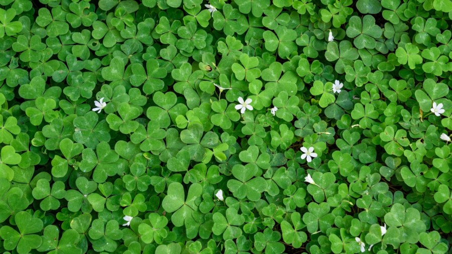 Here’s why the color green could be good for our health