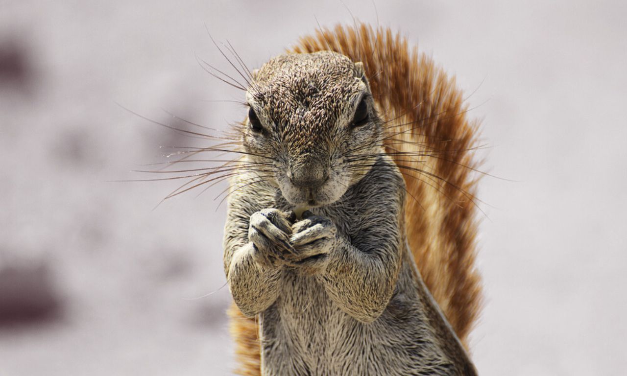 15 Squirrel Facts That Prove They’re Secret Geniuses