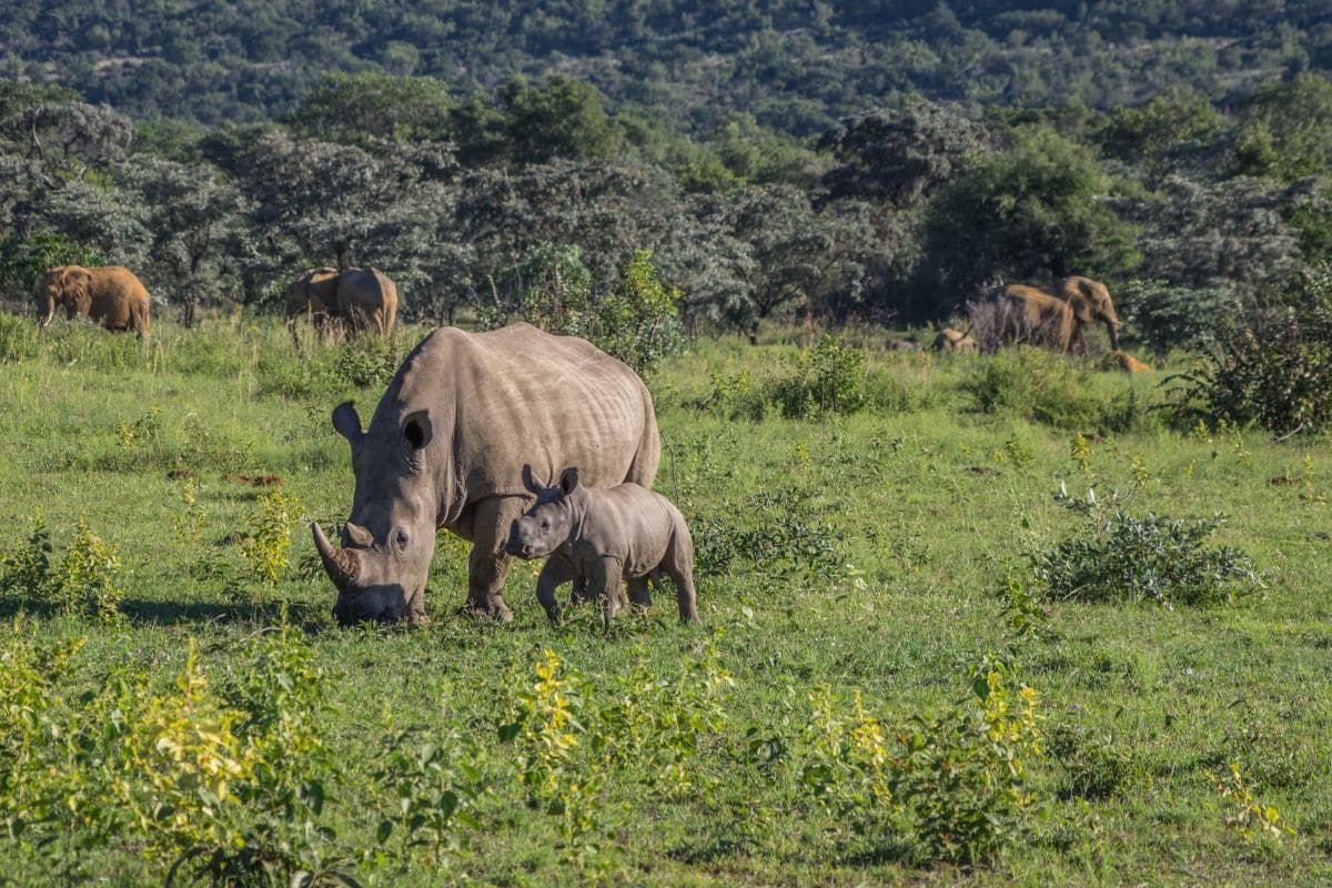 Scientists Reclassify Javan Rhinoceros, Giving It a New Scientific Name