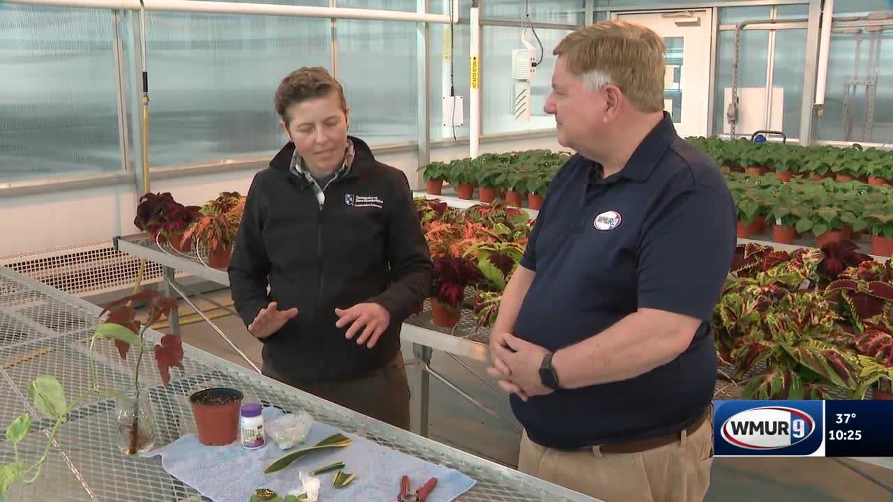 Grow it Green: Keeping house plants healthy