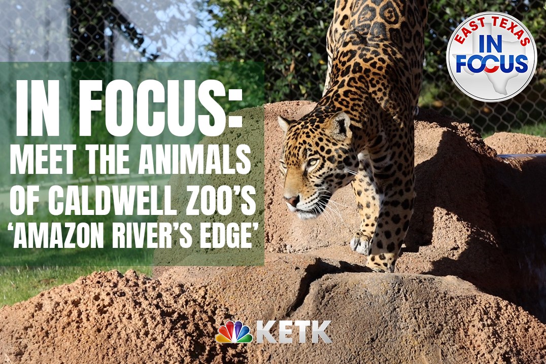 IN FOCUS: Meet the animals of Caldwell Zoo's 'Amazon River's Edge'
