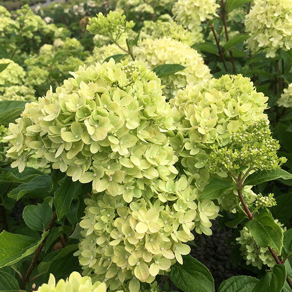 Hydrangea trees can add a stunning vertical element to a garden ...