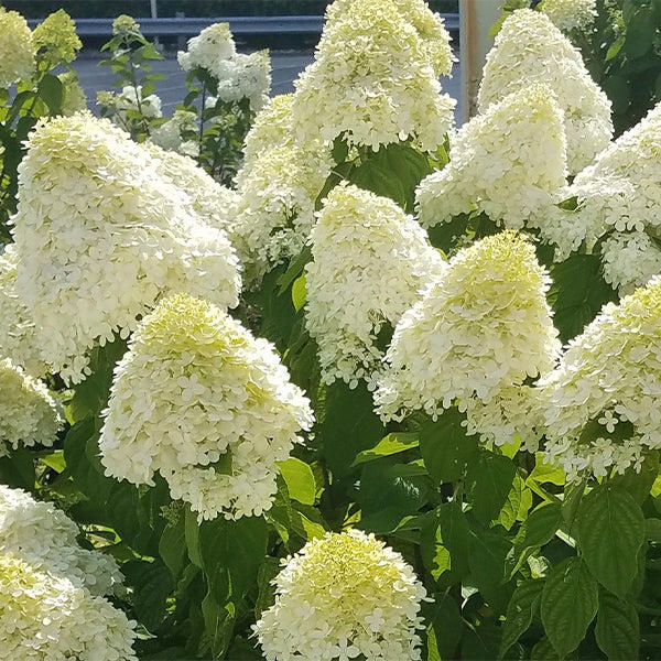 Hydrangea trees can add a stunning vertical element to a garden ...