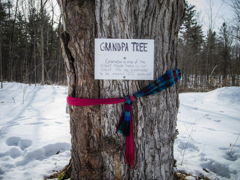 Sugar bush Saturday: First official boil of the year at Fulton's