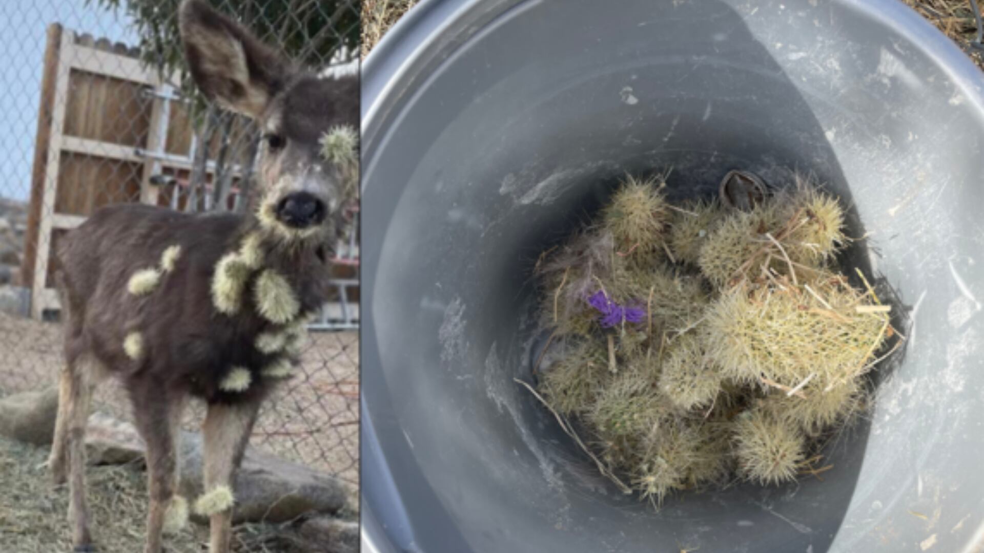 Arizona Game and Fish officer helps fawn covered in cholla cactus