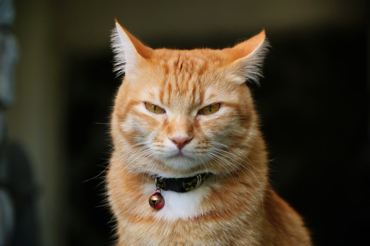 Spicy Orange Cat Learns the Meaning of ‘Flaming Hot’ After Sneaking a ...