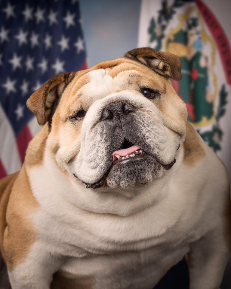 US Sen. Jim Justice’s pet bulldog, Babydog, seen in official government ...