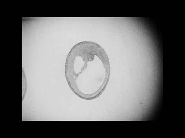 Pig Reproduction: Sperm, Egg, and Fertilization Under the Microscope