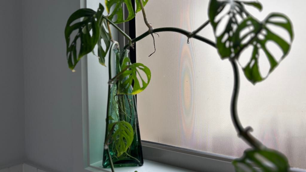 Low-maintenance hydro plants are perfect for beginner gardeners