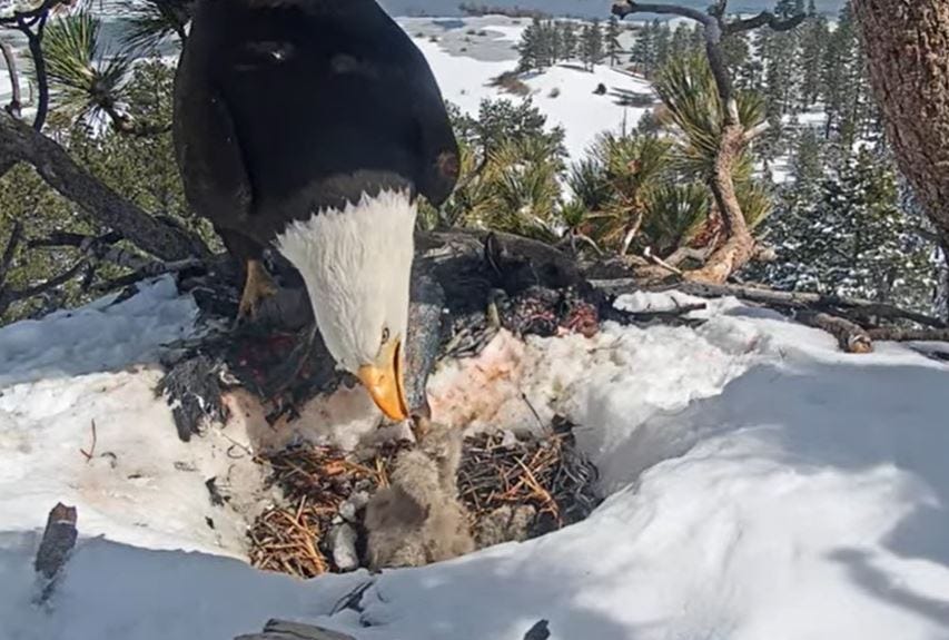 Jackie and Shadow's eaglet that disappeared died in storm, livestream ...