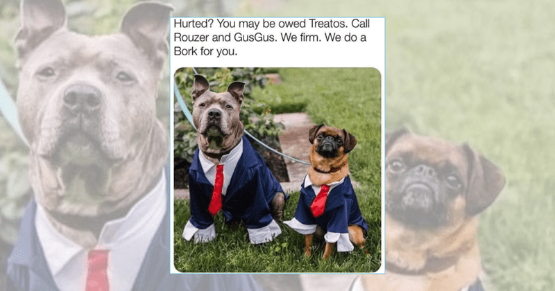 24 Splendidly Silly Animal Memes to Take on a Stroll to the Park for ...