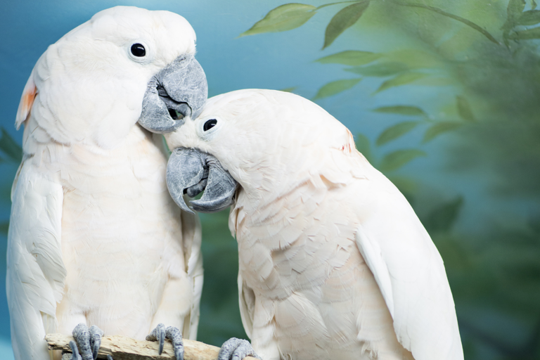 Cockatoos Showing Off Their Chic Pastel Ribbons Are the Absolute ...