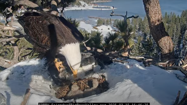 One of three eaglets belonging to Big Bear bald eagles Jackie and Shadow has died, says wildlife ...