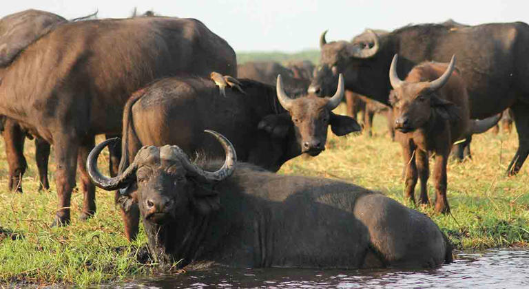 Ox vs. Bison vs. Buffalo: What’s The Difference?