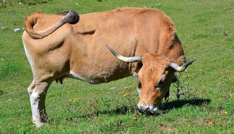 Ox vs. Bison vs. Buffalo: What’s The Difference?